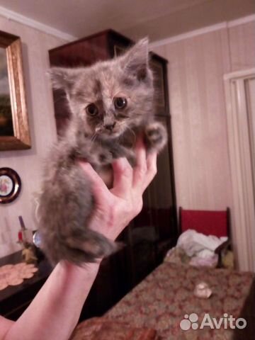 Котенок 1,5мес. девочка