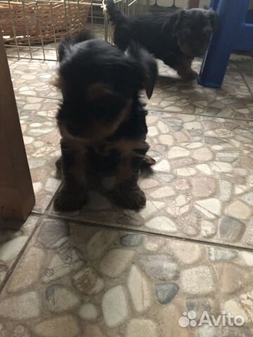 Йоркширский терьер