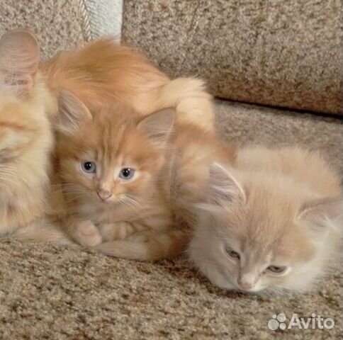 Рыжие котята, 1,5 месяца