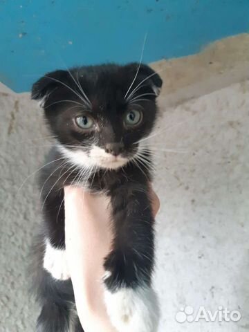 Котенок мальчик