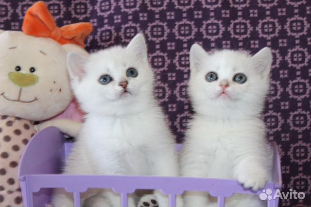 Красавчики белоснежки