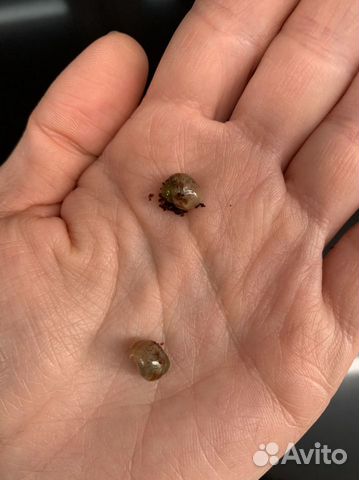 Улитки Ахатины