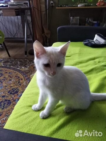 Котенок ищет дом Его братик уже погиб