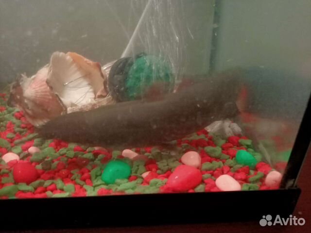 Клариус рыбка 20см