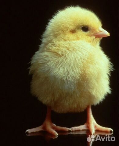 Цыпленок, петухи