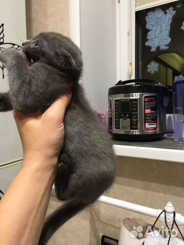 Отдам котёнка с вислоухими ушками