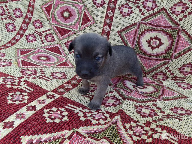 Очаровательные малыши ищут хозяина