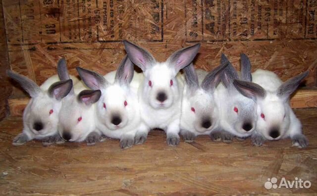 Крольчата. калифорнийские,белый великан, серый вел