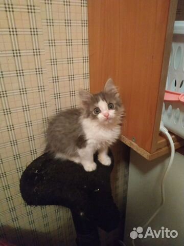 Кошка