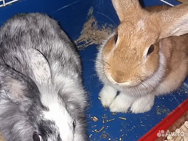 Кролик 2 мальчика