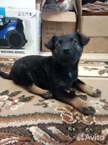 Щенок девочка Жулька