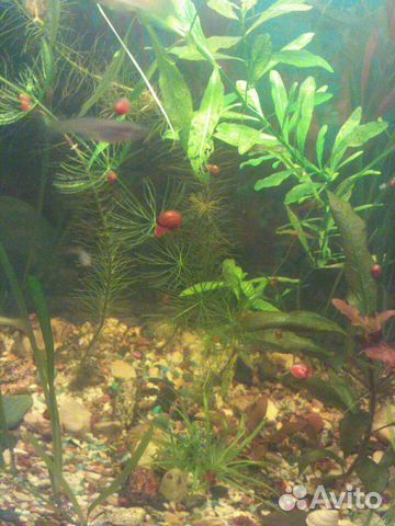 Улитки катушки