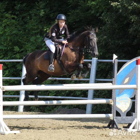 Конкурная вороная кобыла