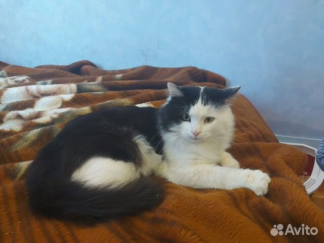 Кот Тихон