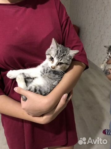 Отдадим в хорошие руки,замечательный котят мальчик