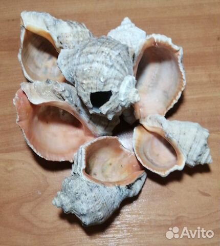 Ракушки рапана