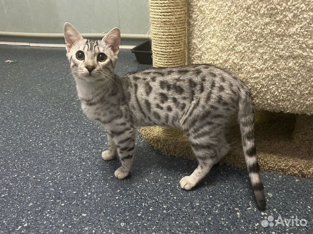 Роскошный котик египетская мау Шейх
