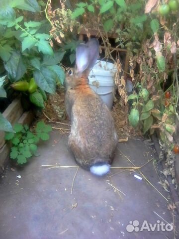 Кролики Фландеры