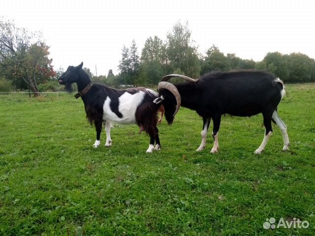 Козел в аренду(на случку) Альпийский, Нубийский