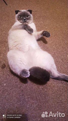 Шотландская