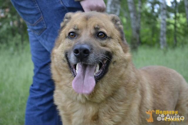 Солнечный мальчик Максюша ищет дом