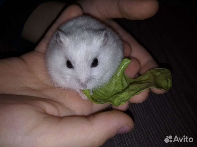 Джунгарский хомяк