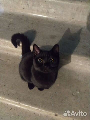 Найден кот (котенок)