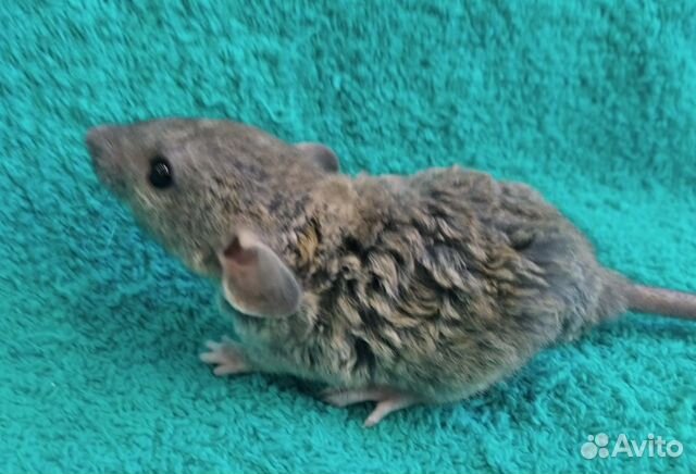 Крысята окраса Агути тип шерсти Вельветин