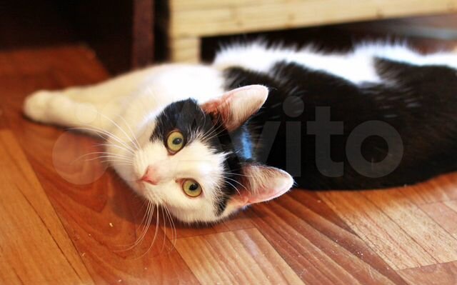 Кот Зая в добрые руки