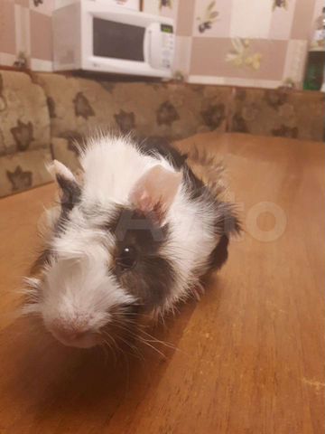 Морская свинка