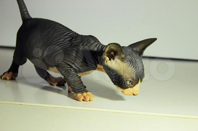 Продаю котят Канадского Сфинкса