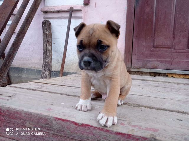 Стаффордширский терьер щенки щенок