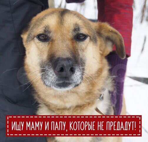 Очаровашка в добрые руки