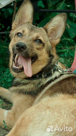 Восточноевропейская овчарка