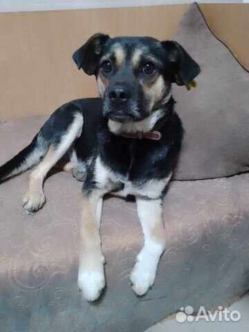 Молодой кастрированный кобелек в добрые руки