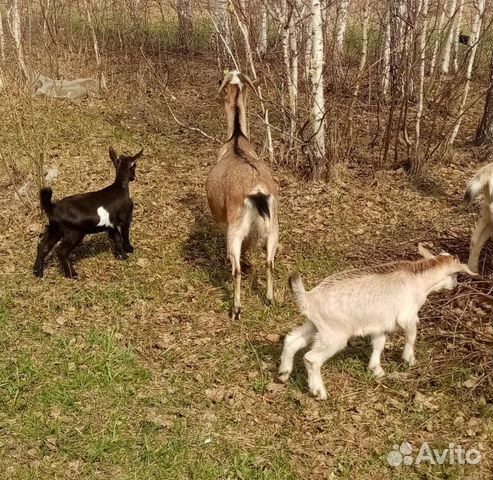 Козы и козлята