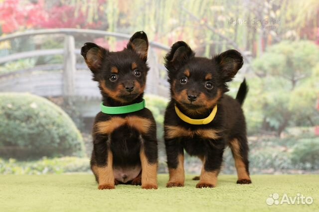 Пражский Крысарик