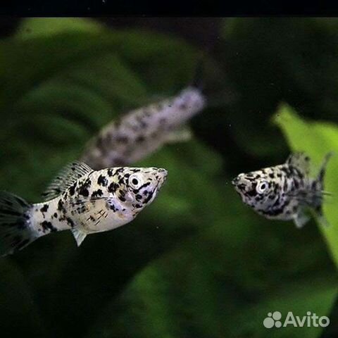 Моллинезии подростки