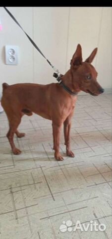 Щенок цвергпинчера,карликовый пинчер