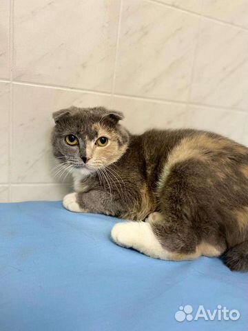 Вислоухий котёнок подросток в дар