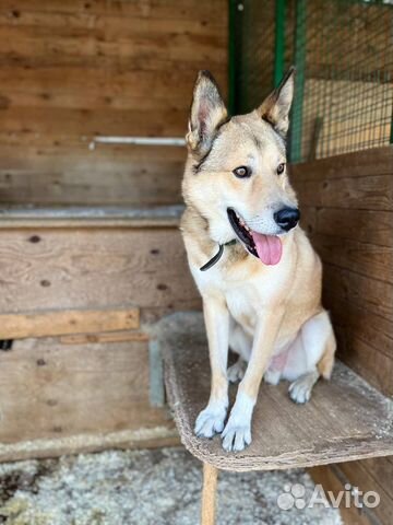 Просто замечательный парень ищет дом