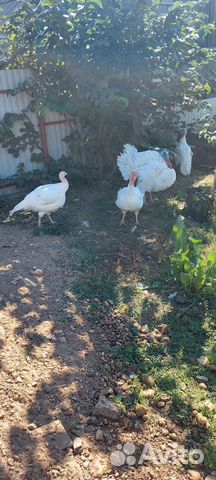 Продам индюков