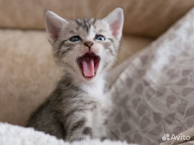 Британские котята