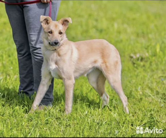 Небольшая собака в добрые руки