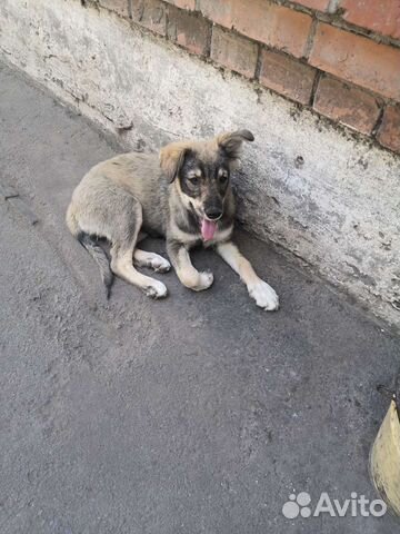 Щенки бесплатно