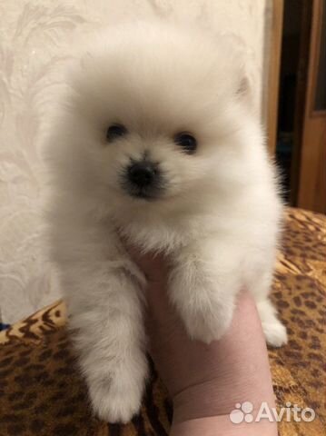 Померанский шпиц