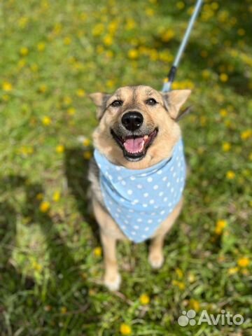 Жужа ищет любящую маму