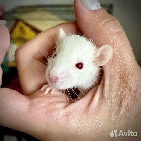 Крыски малыши