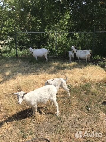 Продаются Козы и козлята 5-6 месяцев