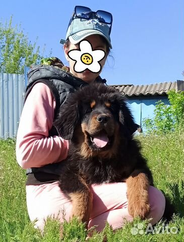 Лучшие щенки Тибетского Мастифа